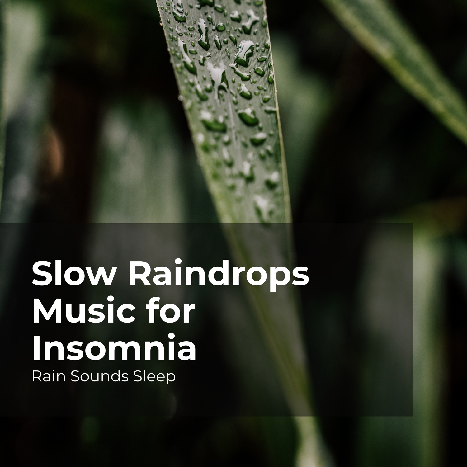 Rainfall Sleep And Chill Rain Sounds Sleep、rain Spa、rain Sounds For
