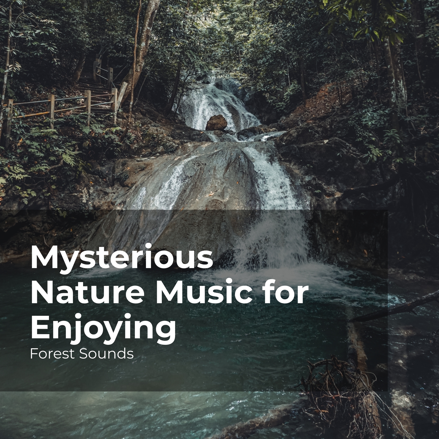 Woodland In Rhythm Forest Sounds、ambient Forest、rainforest Sounds 高音质在线